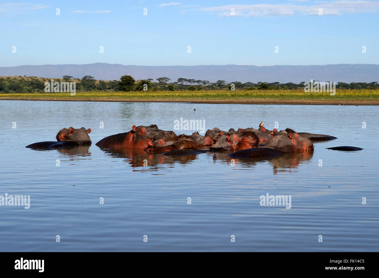 Wild hippos in Kenya, Africa Stock Photo - Alamy