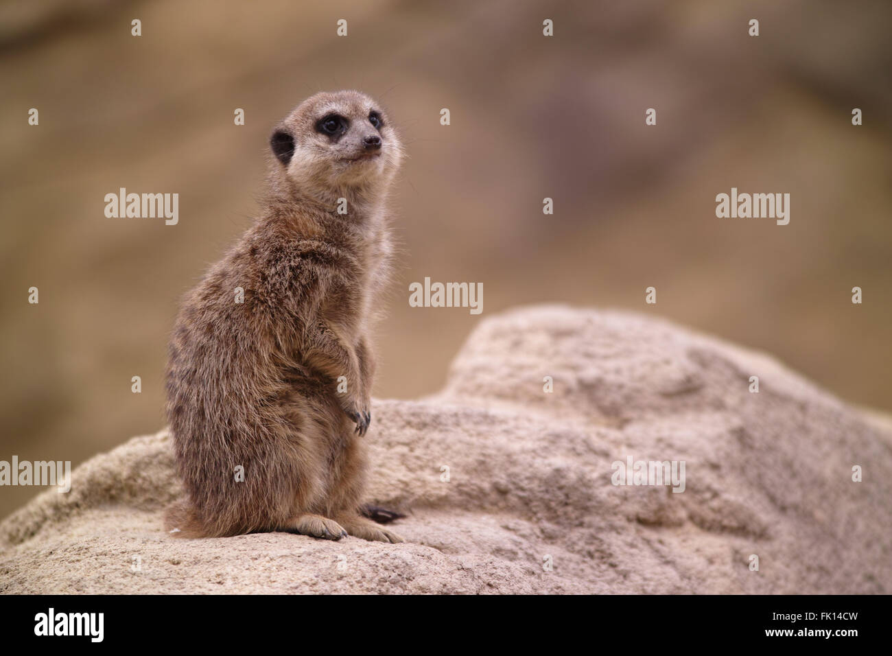 meercat is watching Stock Photo - Alamy