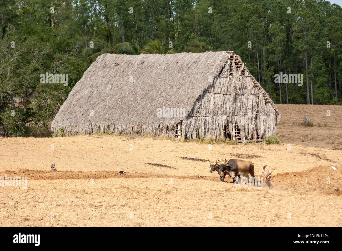 Bullock bullocks ploughing farm hi-res stock photography and images - Alamy