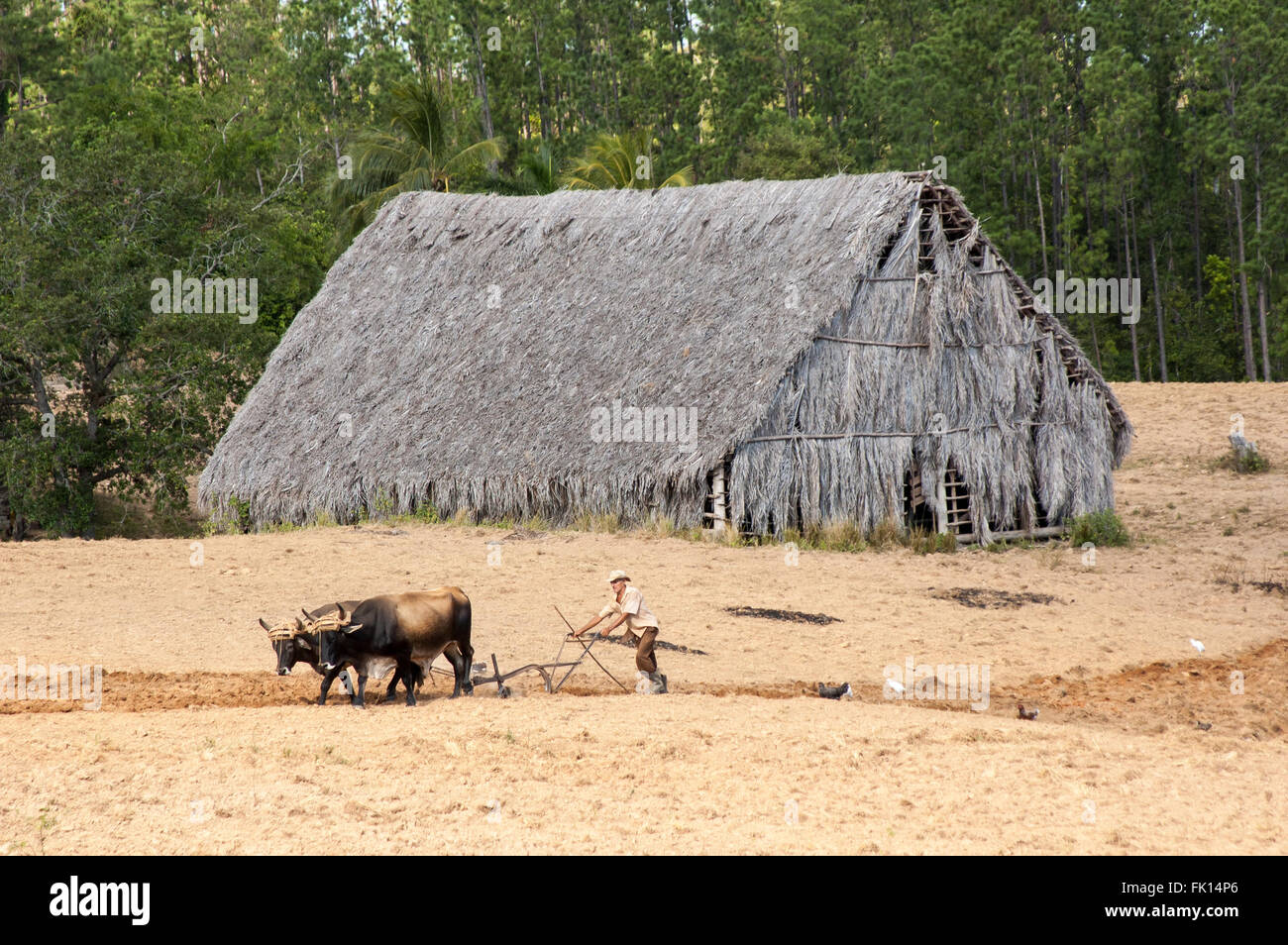 A farmer ploughing a field in Pinar del Rio, Cuba, using two bullocks ...