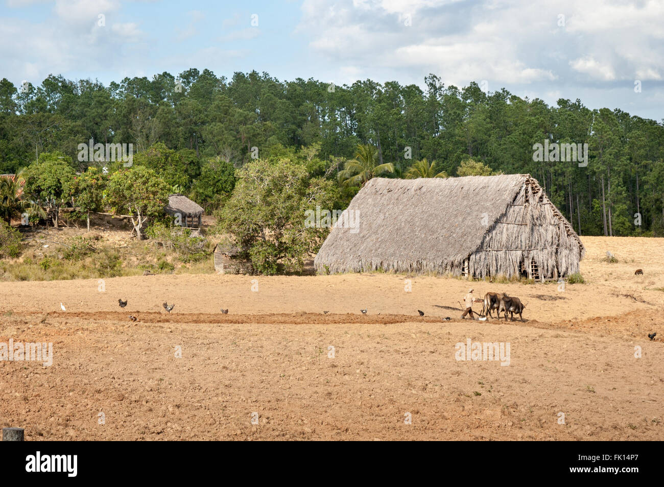 Bullock bullocks ploughing farm hi-res stock photography and images - Alamy