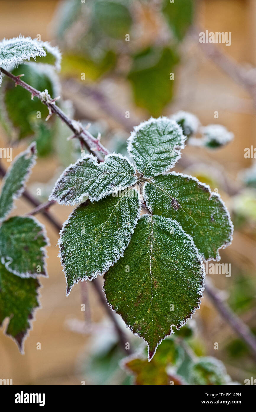 Blackberry bush hi-res stock photography and images - Alamy