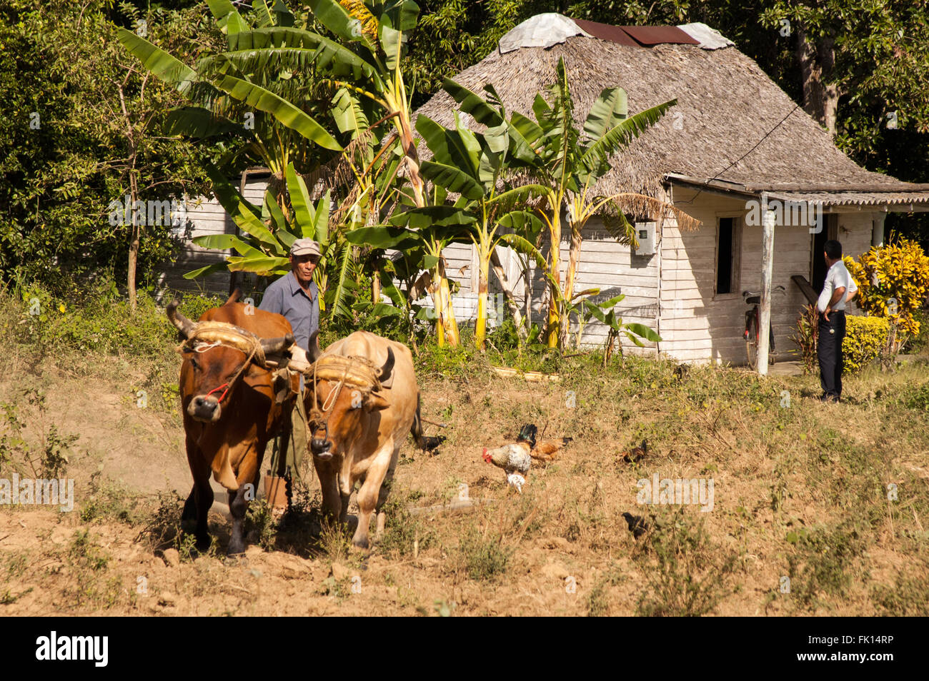 A farmer using two bullocks to plow fields in Cuba Stock Photo - Alamy