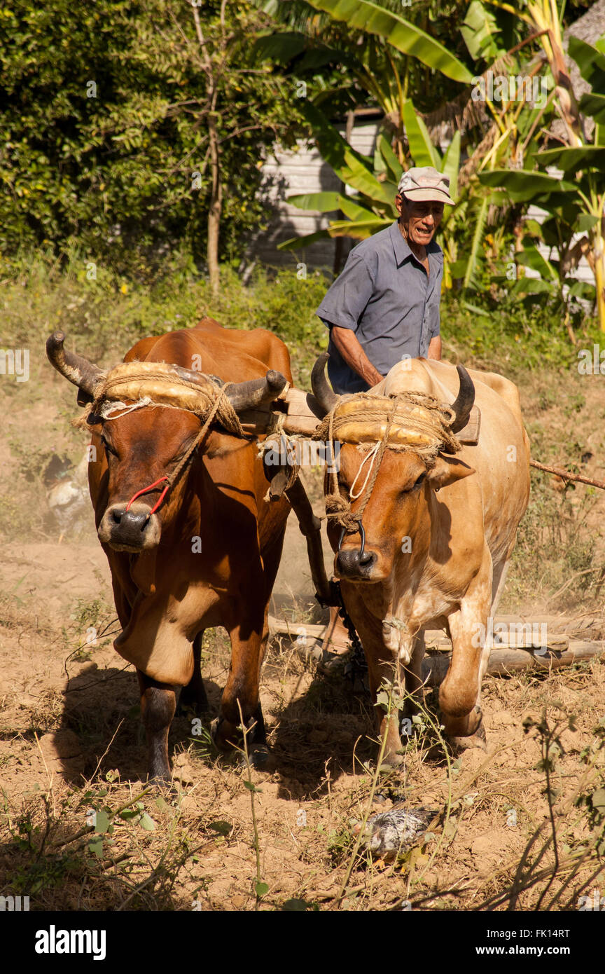 A farmer using two bullocks to plow fields in Cuba Stock Photo - Alamy