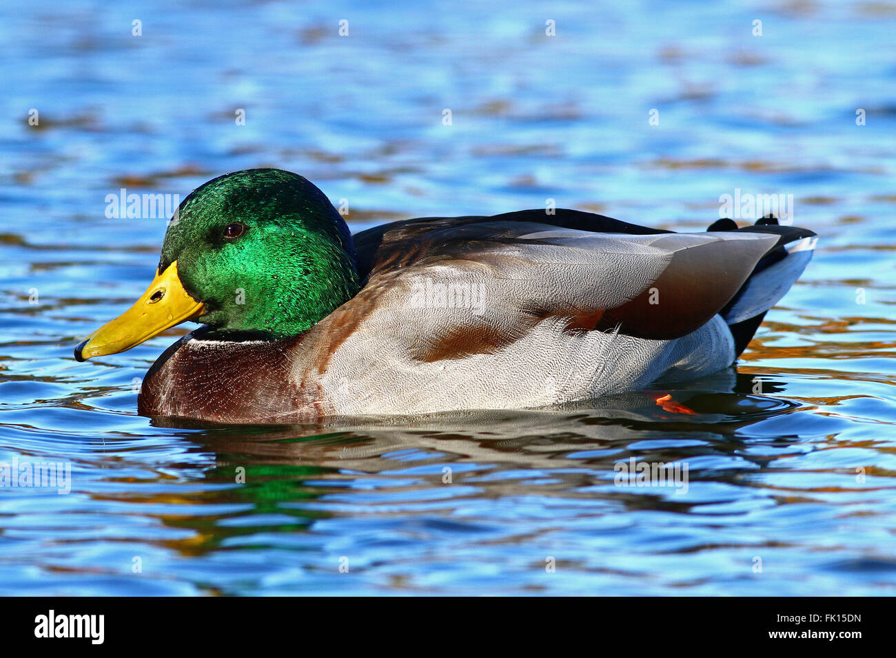 Mallard / Wild Duck male, swimming Stock Photo - Alamy