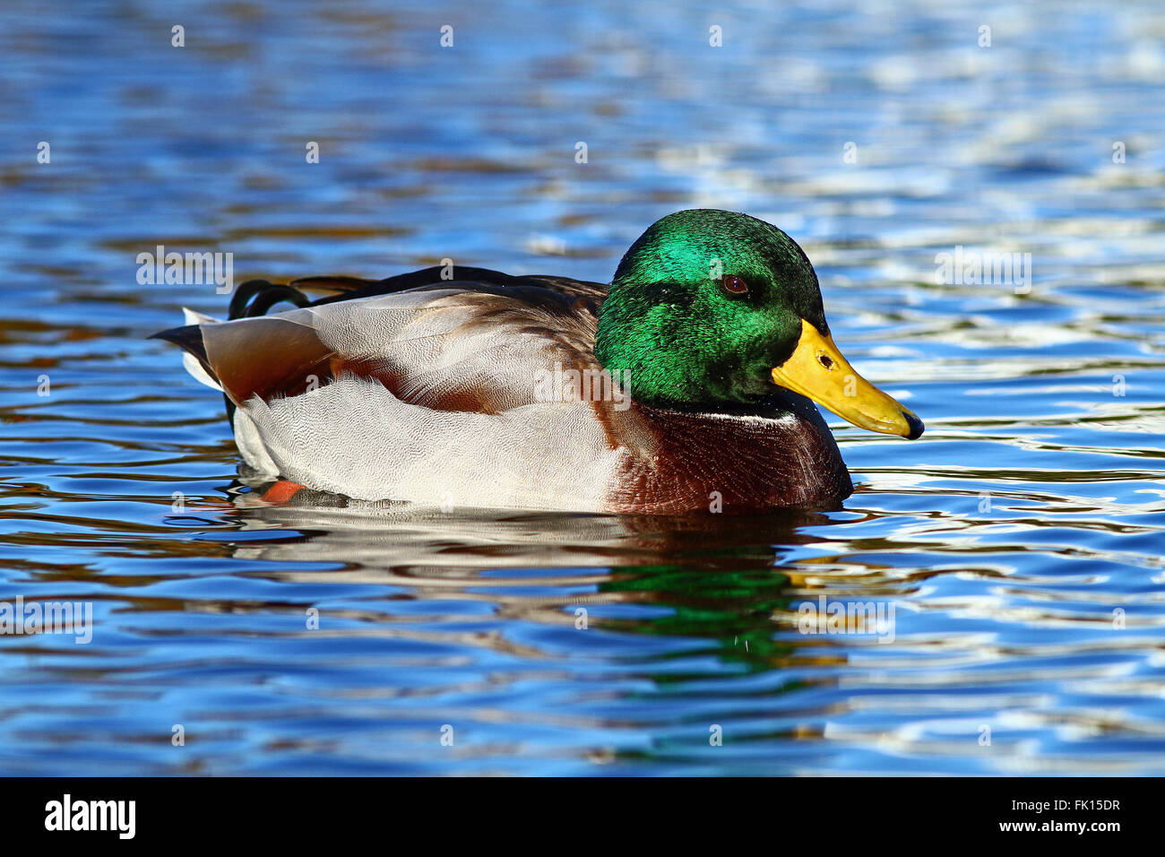 Colorful mallard ducks hi-res stock photography and images - Alamy