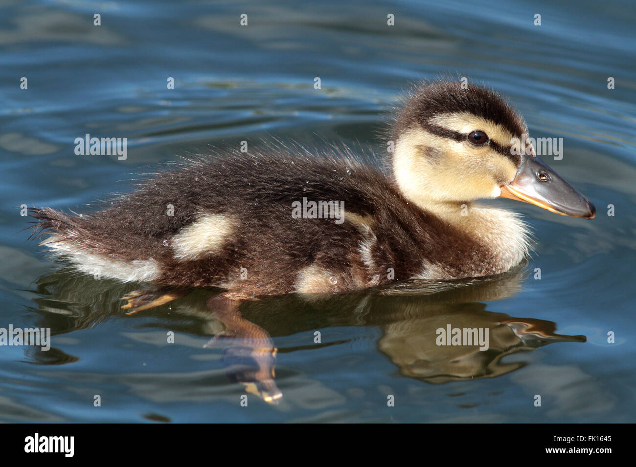 Alone close hi-res stock photography and images - Alamy