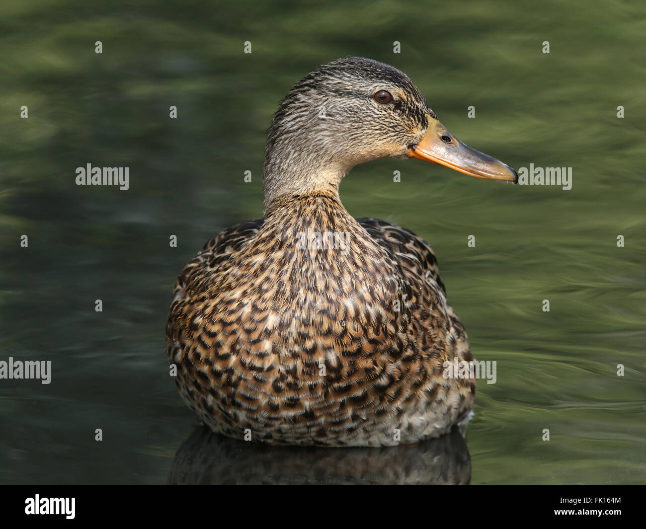 Mallard Wild Duck , Female Stock Photo - Alamy
