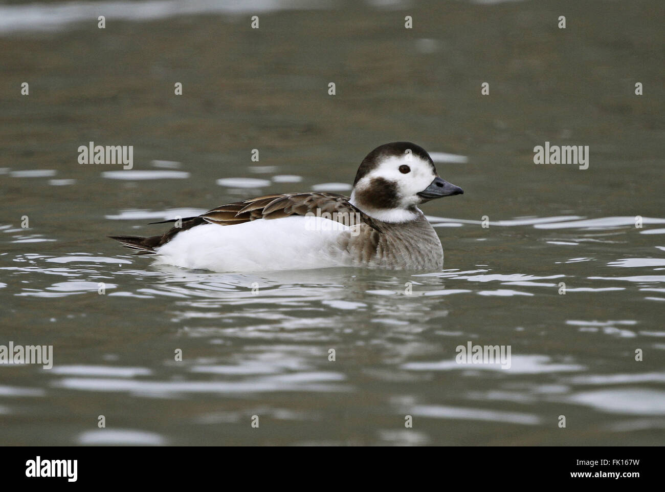 Long tailed duck uk hi-res stock photography and images - Alamy
