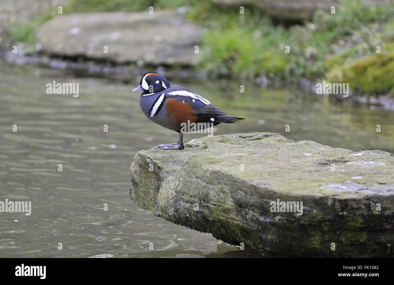 Harlequin duck uk hi-res stock photography and images - Alamy