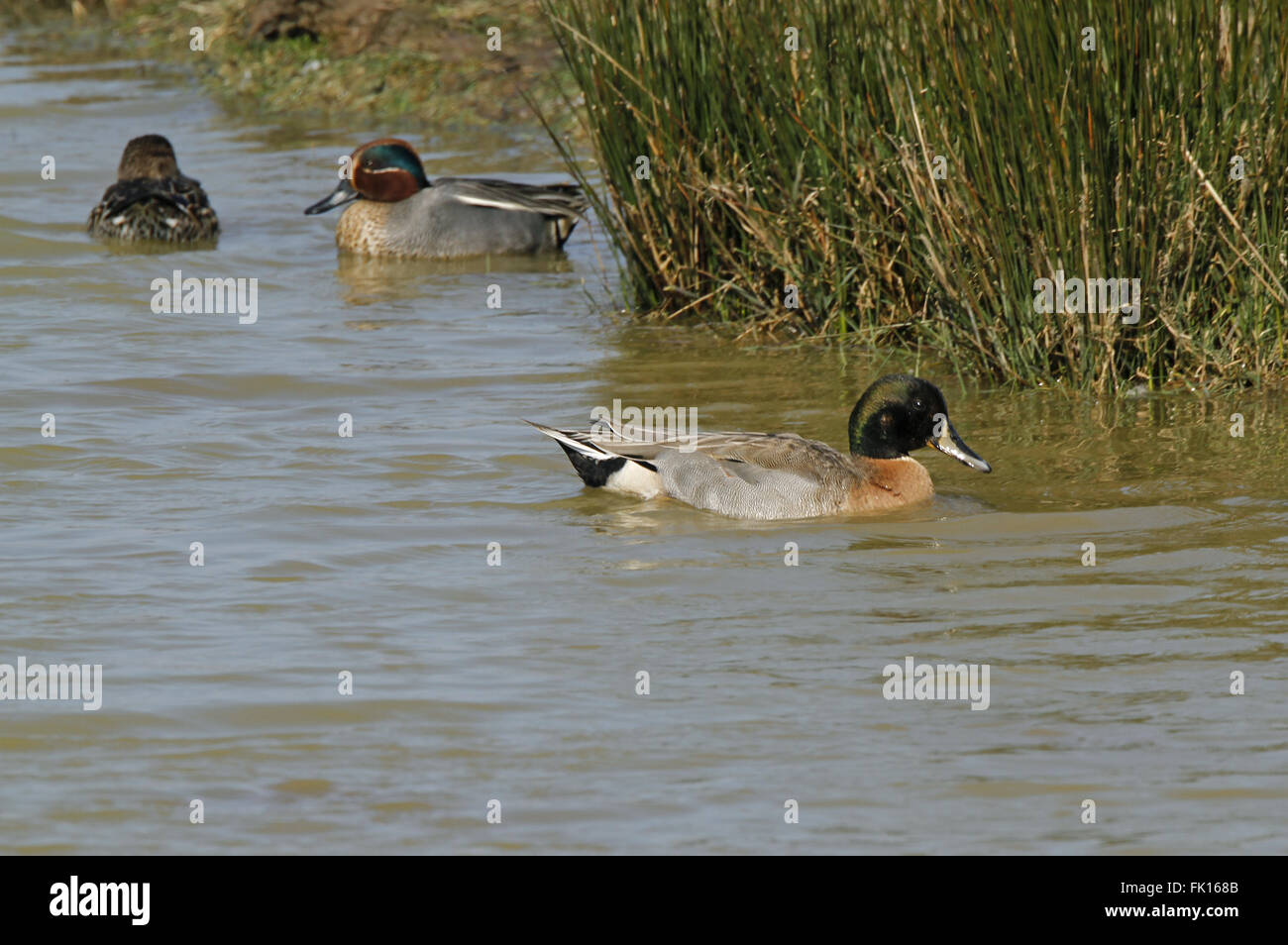 Hybrid drake duck, most probibly Pintail X Teal. Sometimes occures it ...