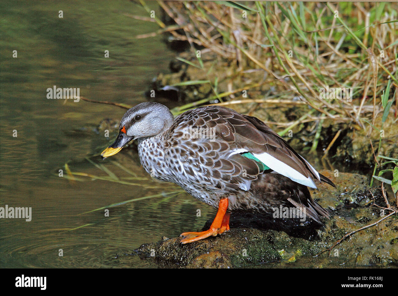 Indian spotbill duck india hi-res stock photography and images - Alamy