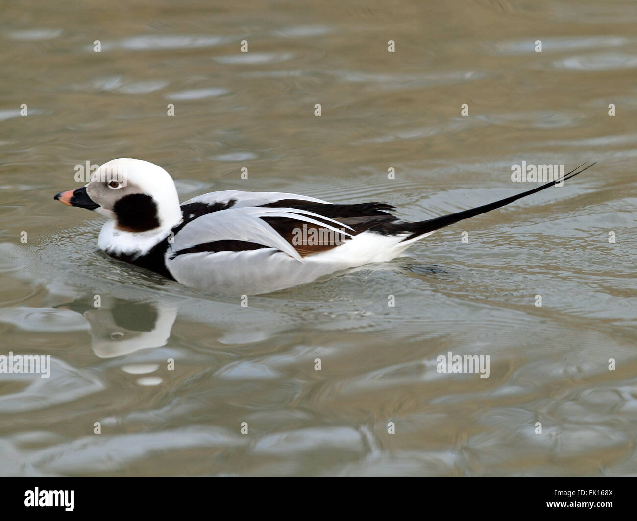 Long tailed duck uk hi-res stock photography and images - Alamy