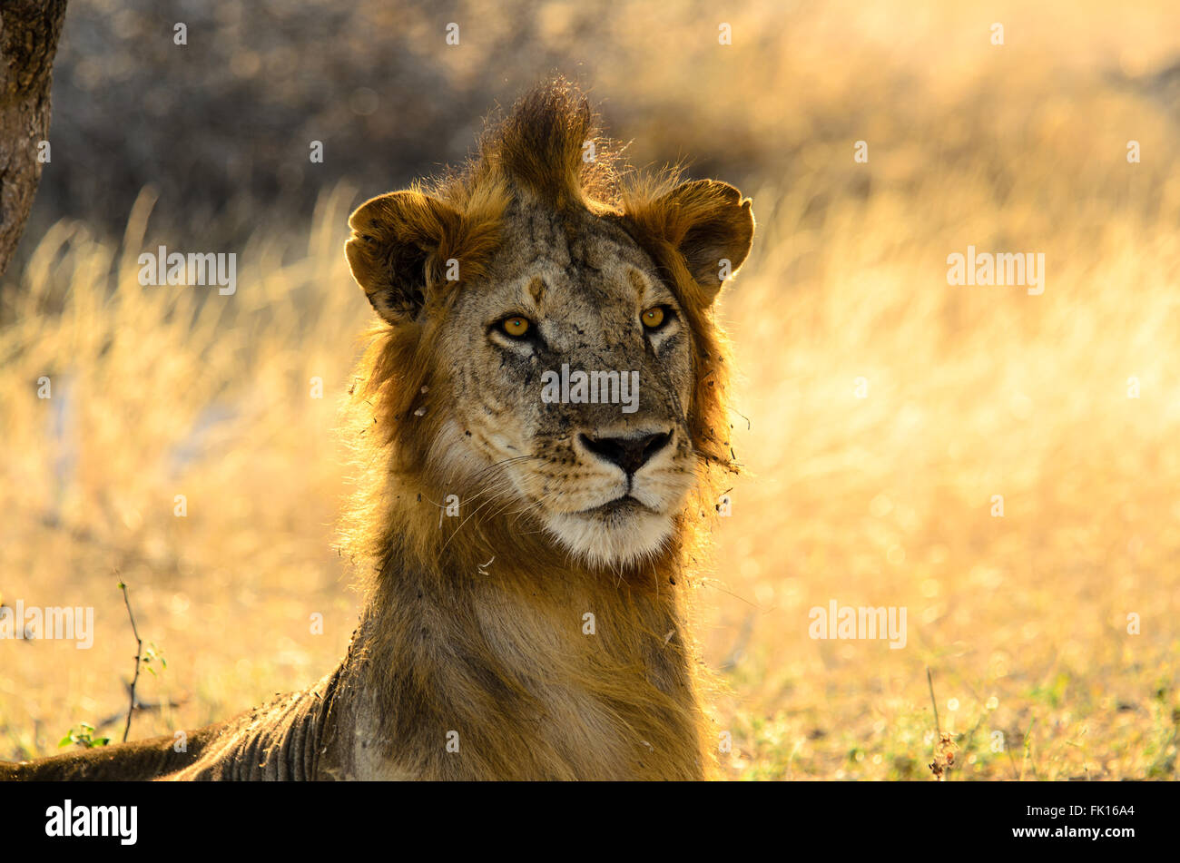 not the mane man Stock Photo - Alamy