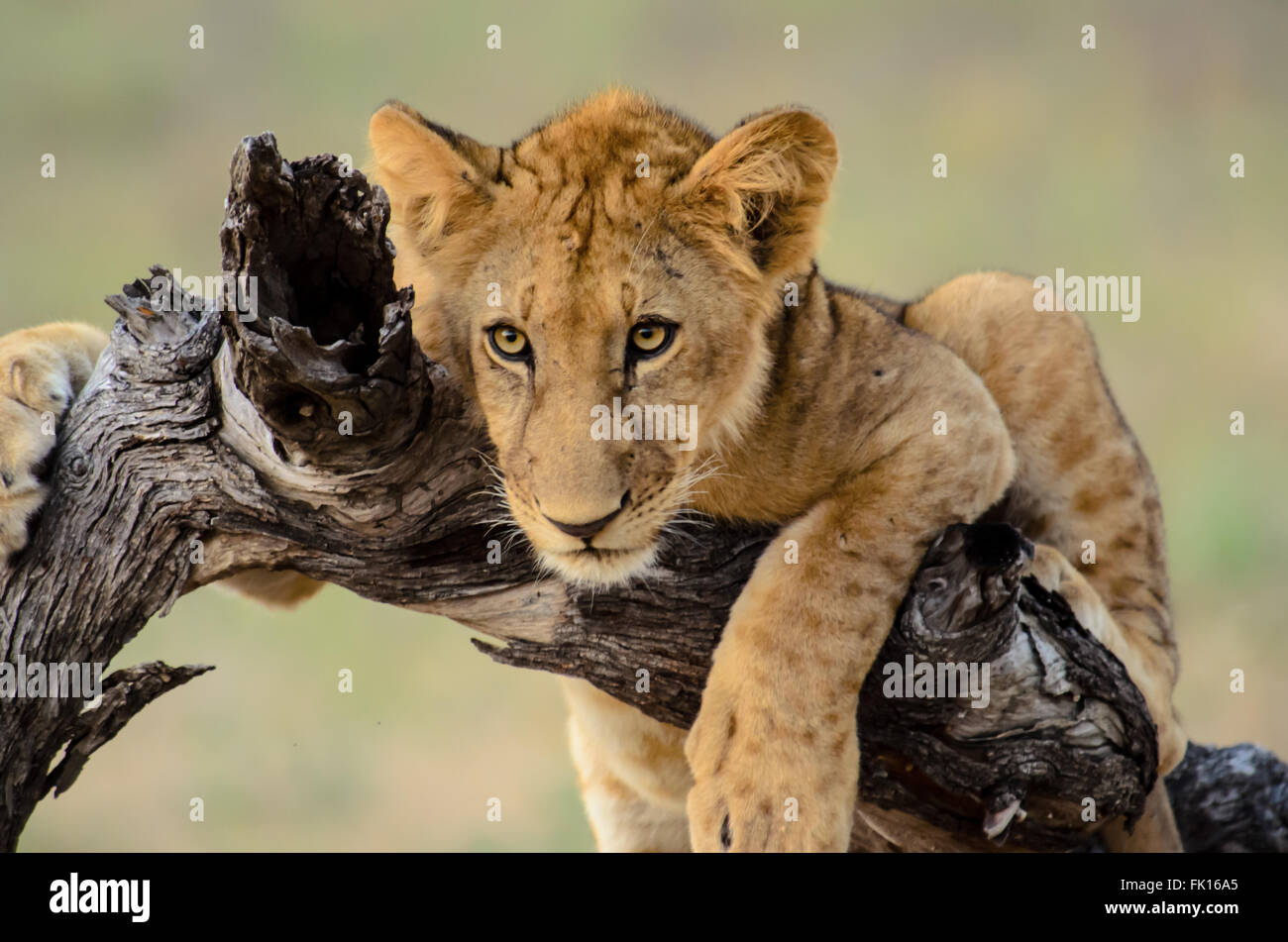 Chilling animals hi-res stock photography and images - Alamy