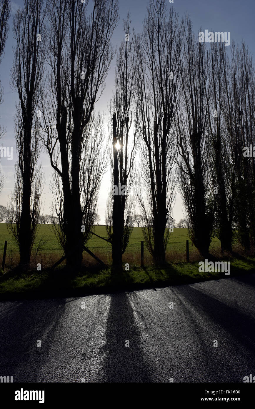 Barrier poplar trees hi-res stock photography and images - Alamy