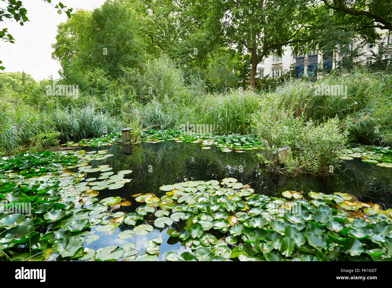 Natural History Museum pond with water lilies and green aquatic plants ...