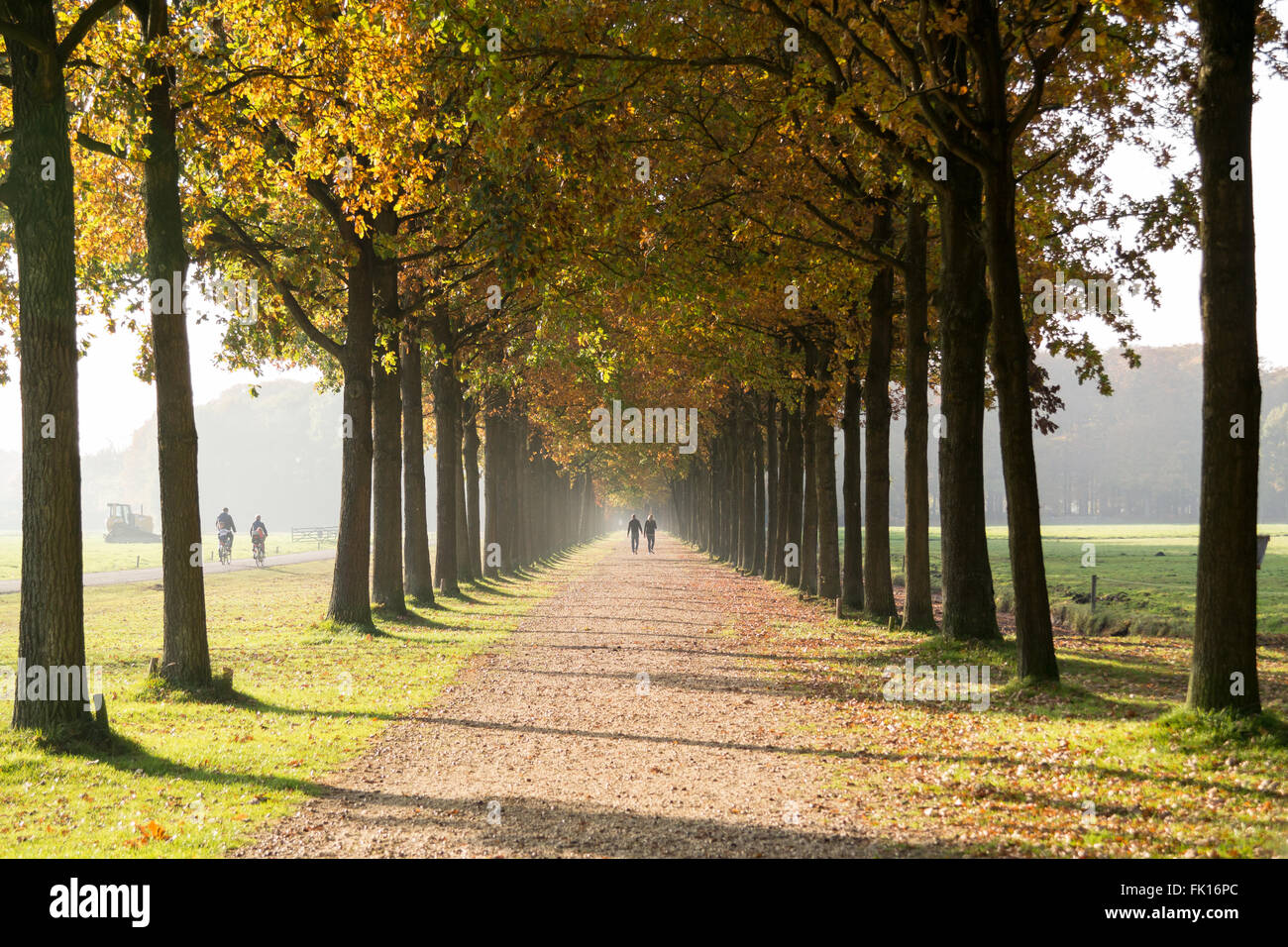 Lane with trees hi-res stock photography and images - Alamy