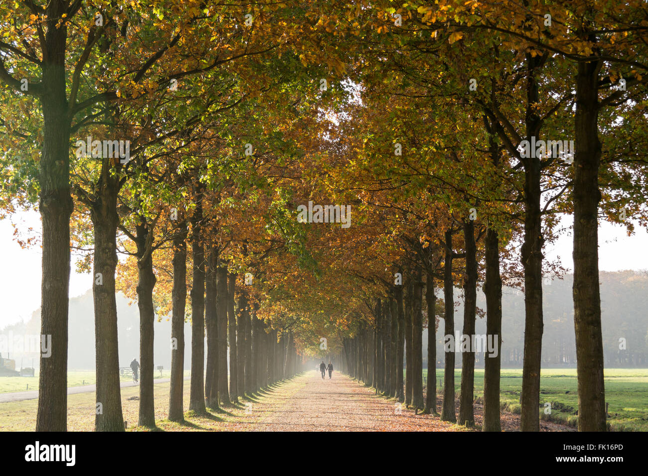 People walking on footpath, lane with trees on both sides in autumn in ...