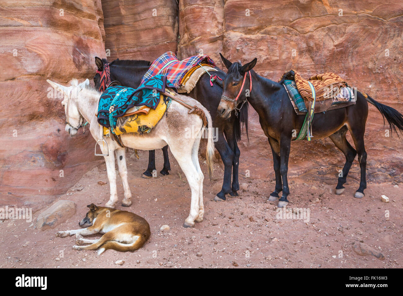Donkey transportation in the ruins of Petra, Hashemite Kingdom of ...