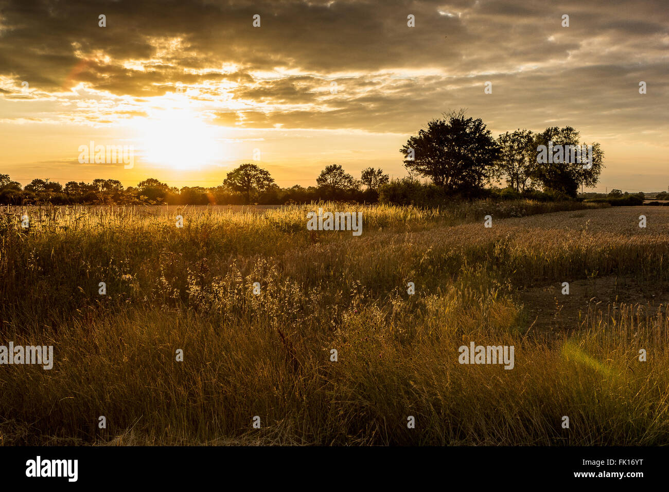 Farmland at harvest time in the golden evening sun Stock Photo - Alamy