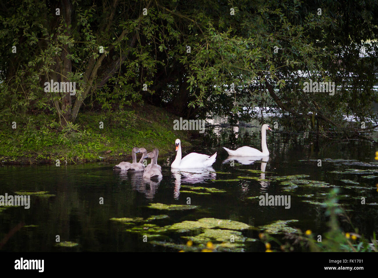 A pair of swans with their signets Stock Photo - Alamy