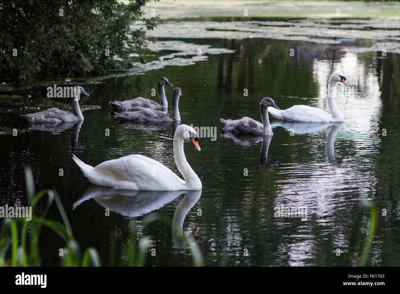 A pair of swans with their signets Stock Photo - Alamy