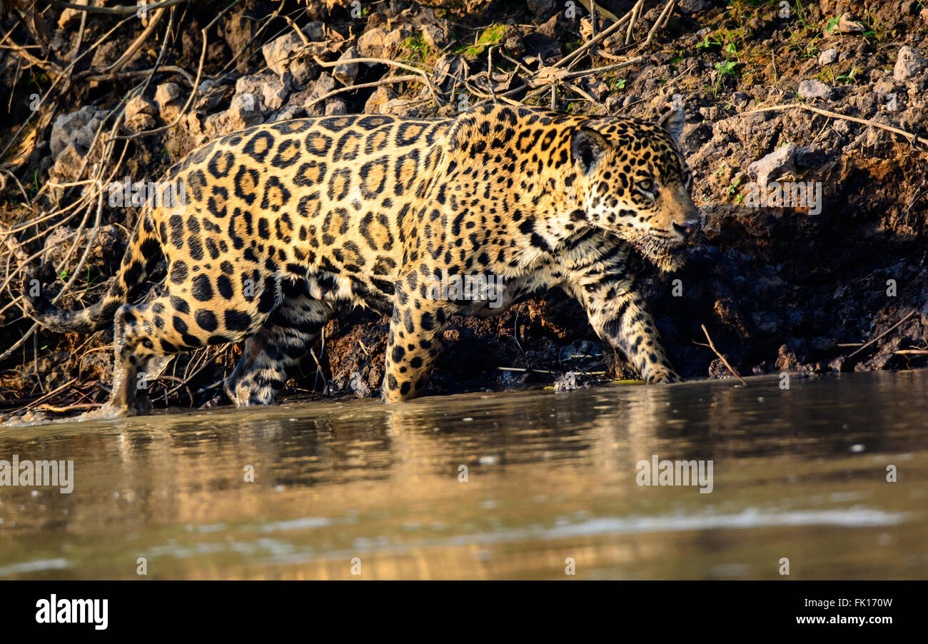 Jaguar on the prowl walking in the shallows Stock Photo - Alamy
