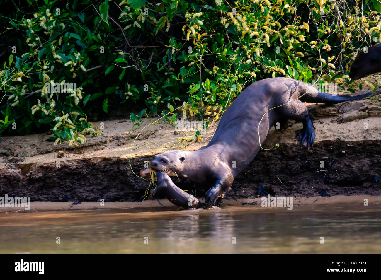 Giant Otter moving her kitten to a new den Stock Photo - Alamy