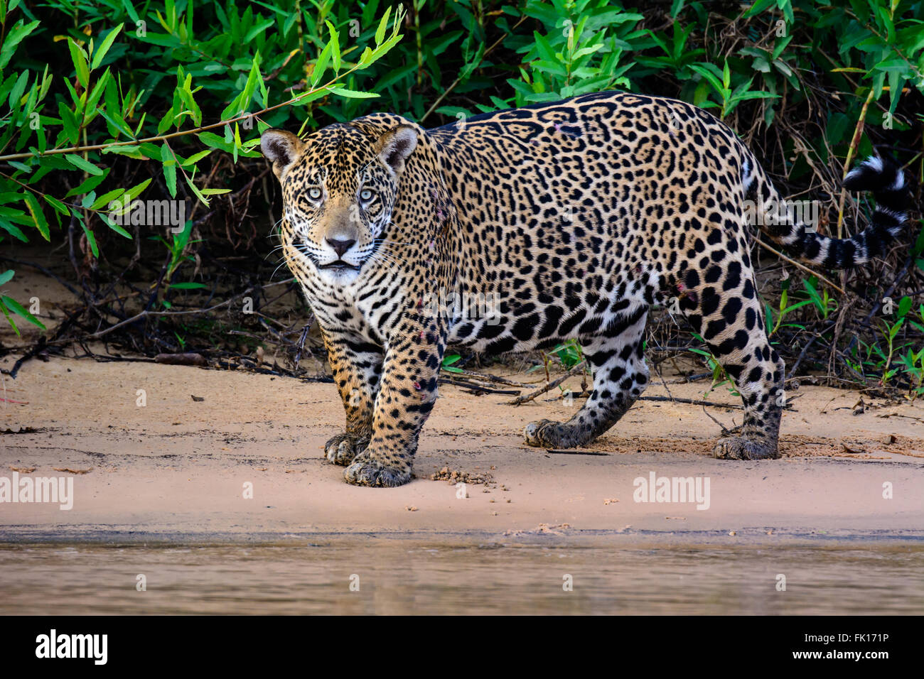 Male Jaguar watching closely Stock Photo - Alamy