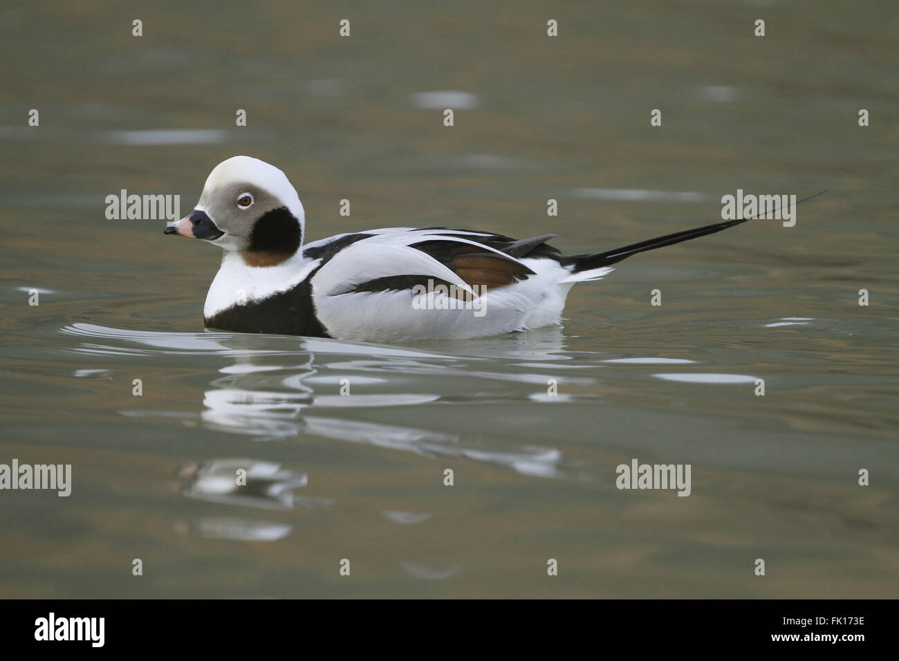 Long tailed duck uk hi-res stock photography and images - Alamy