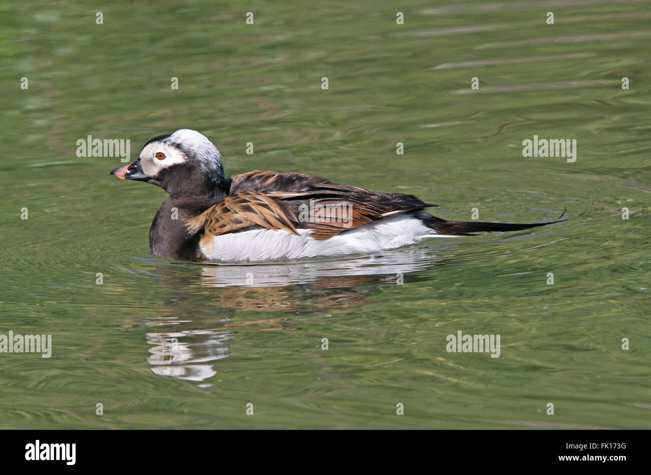 Long tailed duck uk hi-res stock photography and images - Alamy