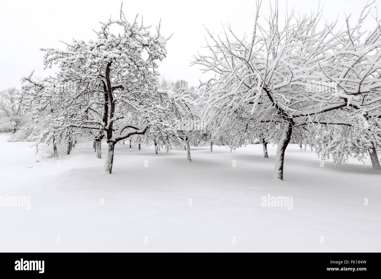 Winter, apple trees with snow after snowfall Stock Photo - Alamy