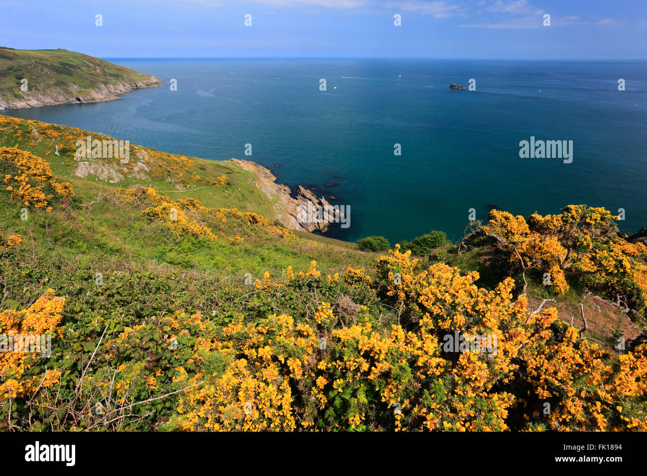 Summer, wildflowers and cliffs, Pudcombe Cove, Start Bay, English ...