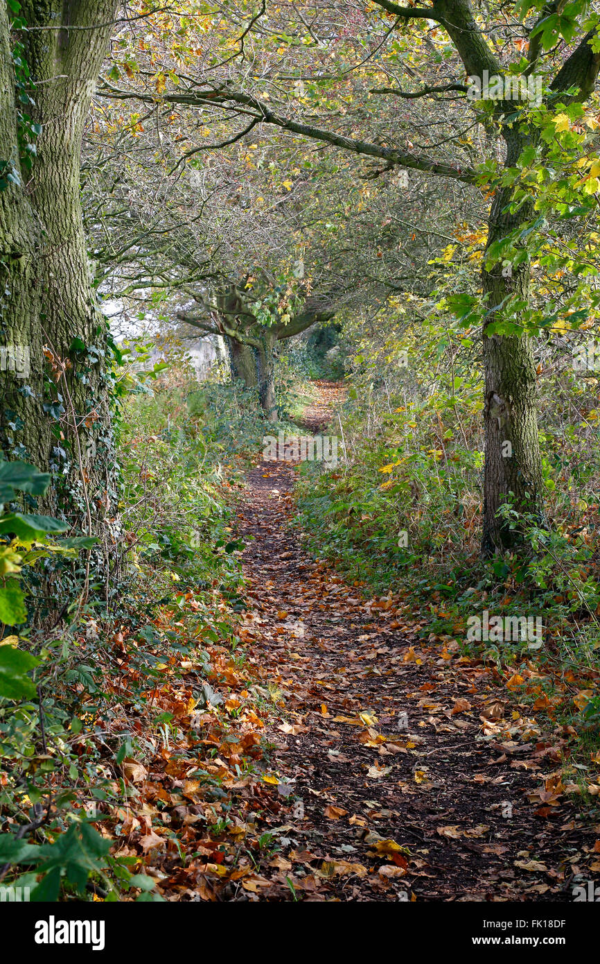 Footpath through woodland in Autumn near Willaston Wirral Cheshire UK ...