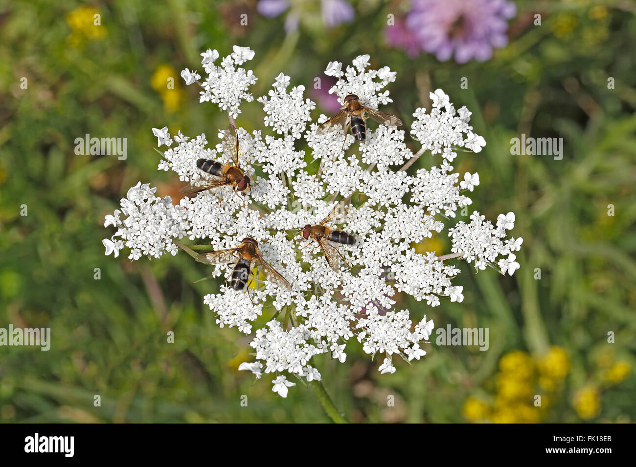 Hoverflies (Leucozona glaucia) feeding on umbellifer flower in ...