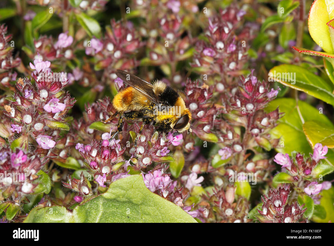 Large Narcissus Fly (Merodon equestris) feeding on Thyme (Thymus ...