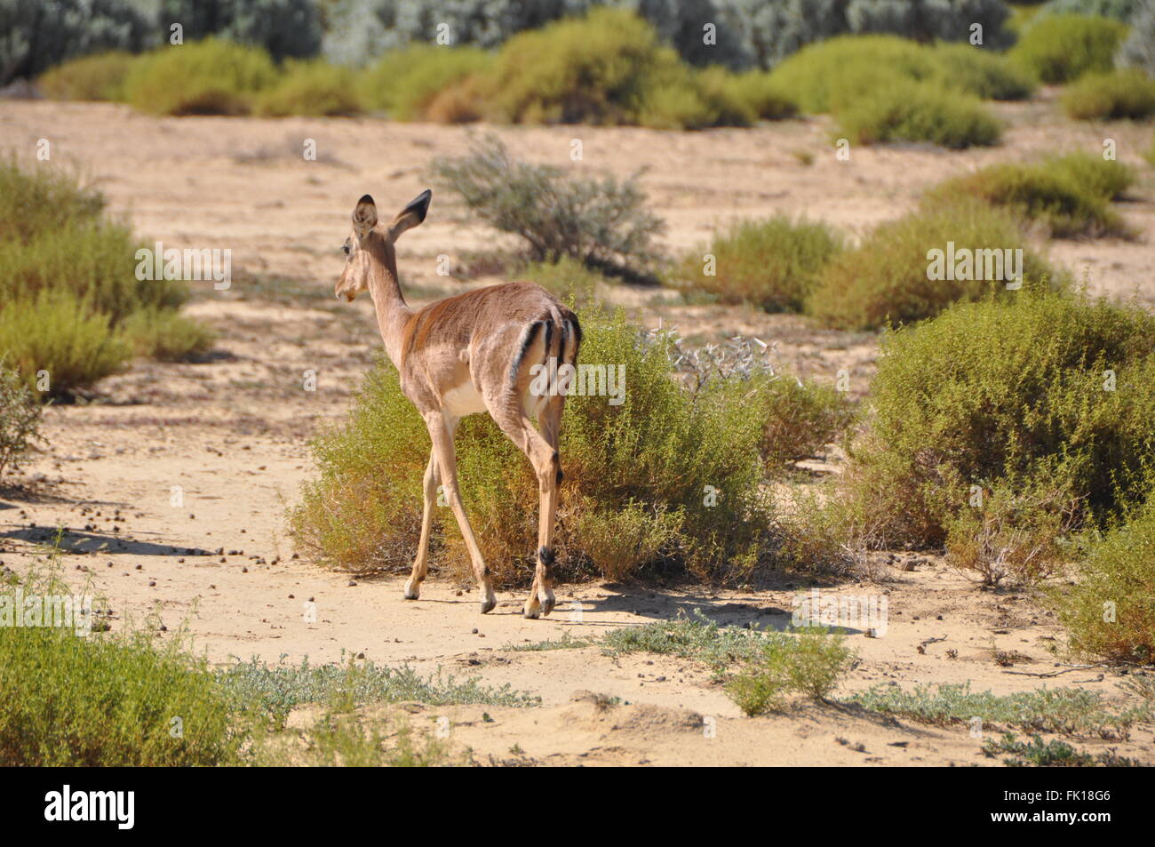 Springbok with young hi-res stock photography and images - Alamy