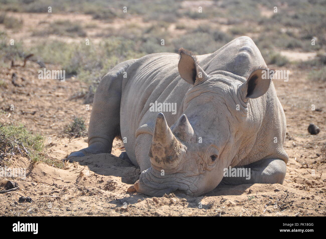 African Rhino relaxing in the Sun Stock Photo - Alamy