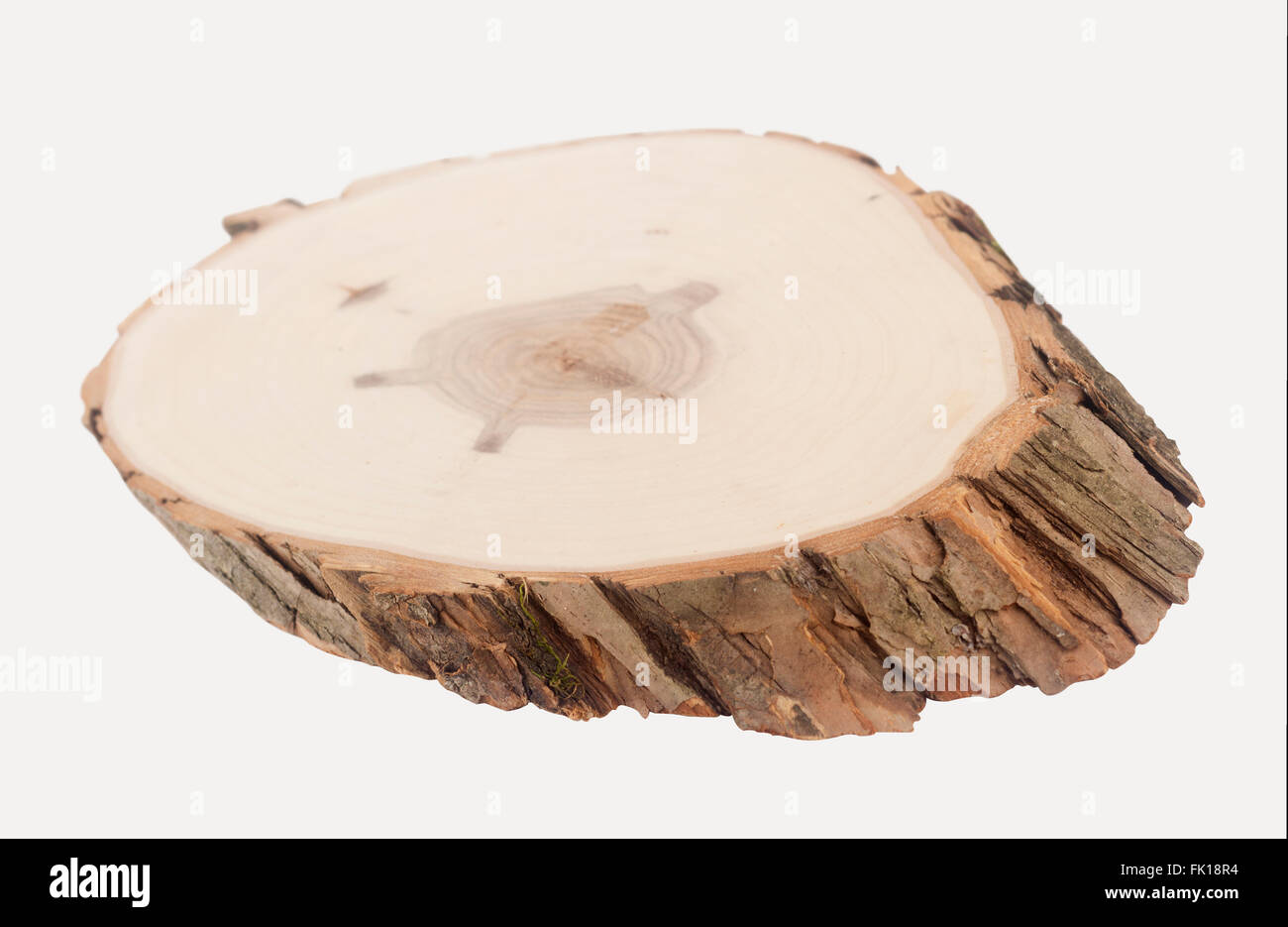 A slice of wood from a tree in perspective isolated on white background ...