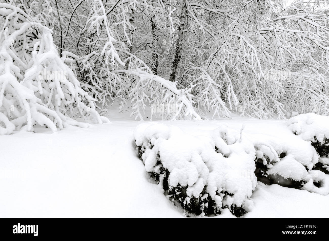 Winter with snow on trees after storm Stock Photo - Alamy