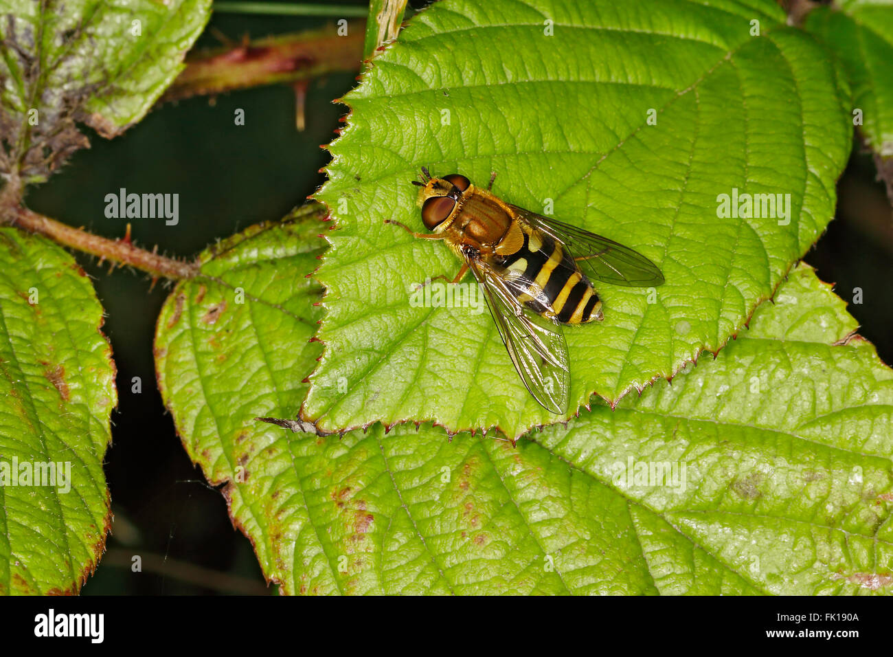 Hoverfly (Syrphus species) resting on leaf at woodland edge Cheshire UK ...