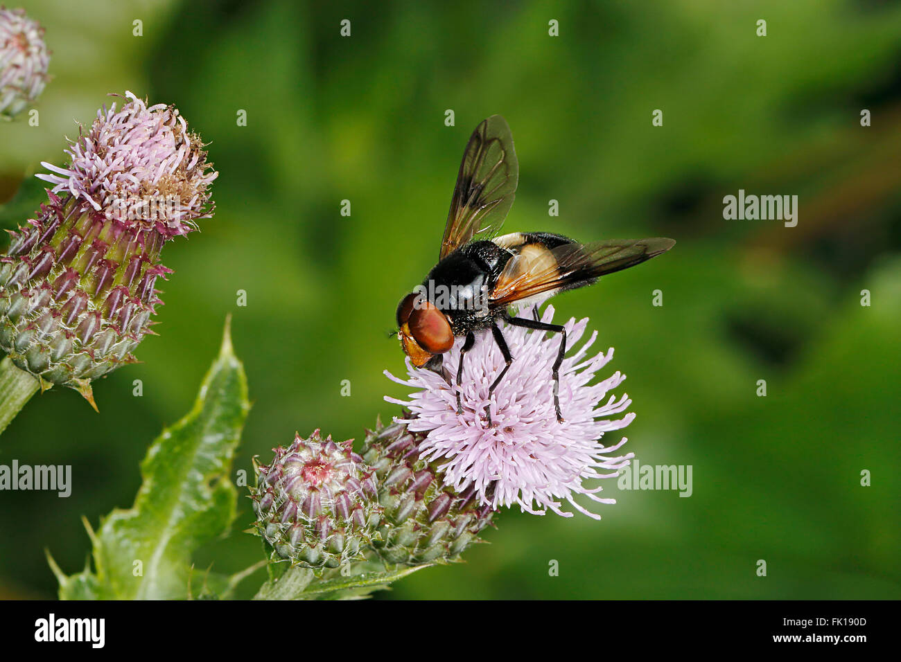 Great Pied Hoverfly (Volucella pellucens) feeding on Creeping Thistle ...