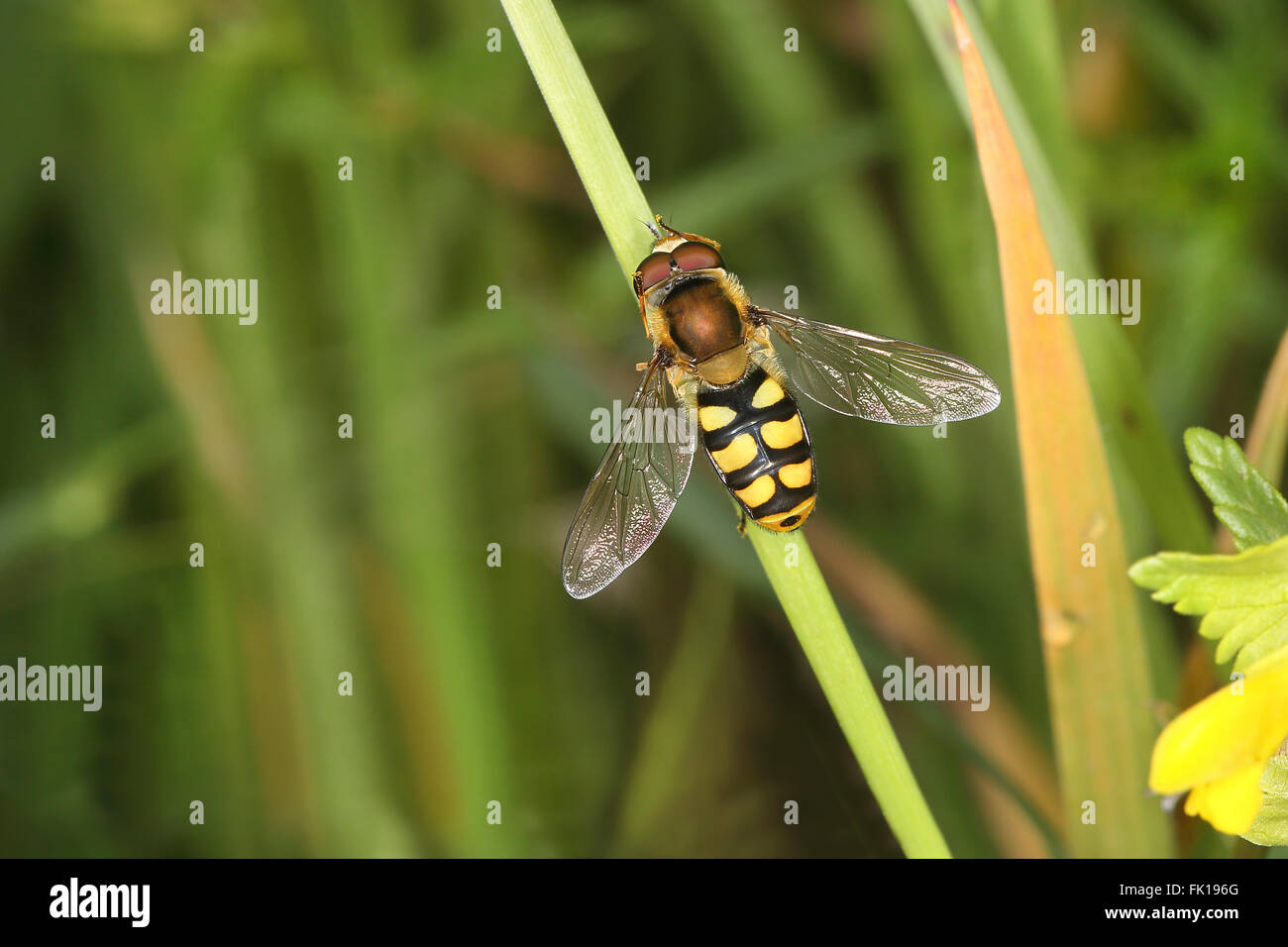 Hoverfly (Eupeodes luniger) resting on leaf at edge of marsh Cheshire ...
