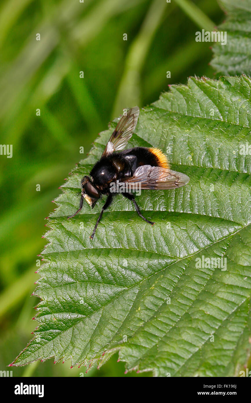 Hover bee hi-res stock photography and images - Alamy
