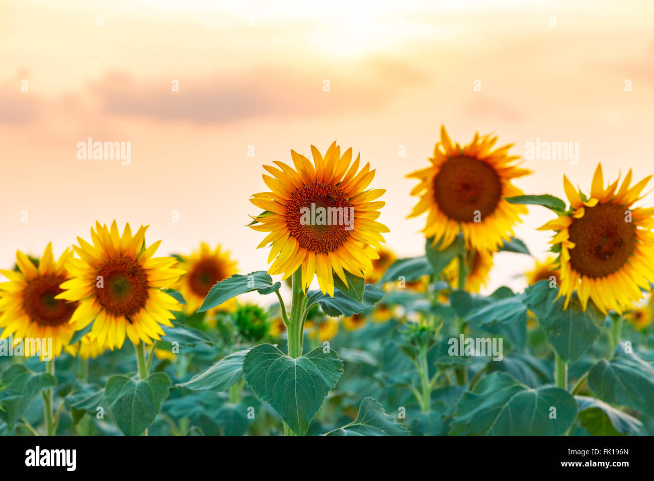 Field of blooming sunflowers provence hi-res stock photography and ...