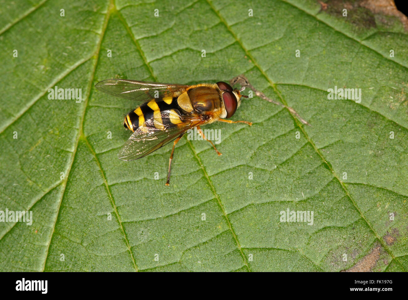 Hoverfly (Syrphus species) resting on leaf in meadow Cheshire UK August ...