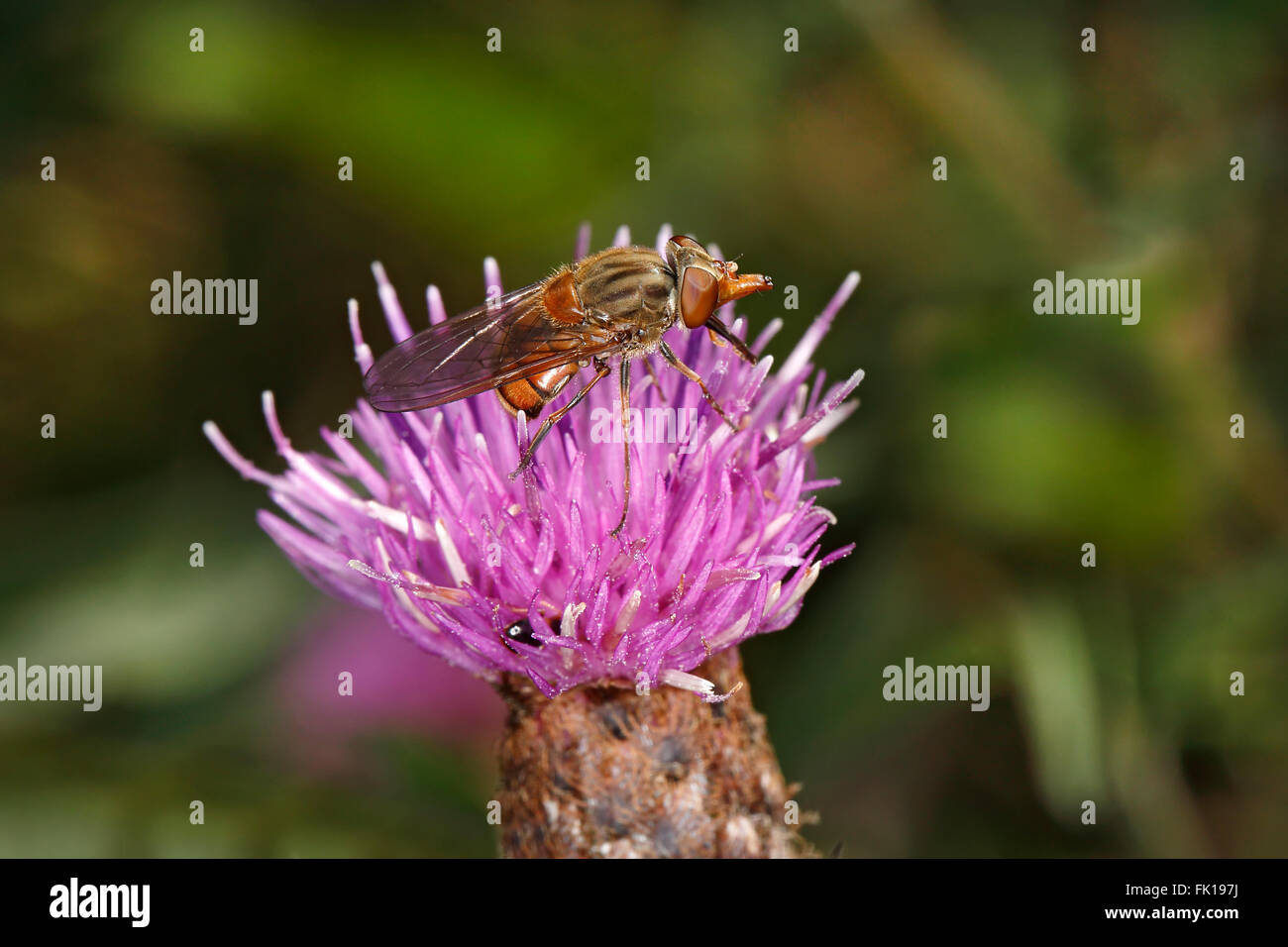 Rhingia campestris hi-res stock photography and images - Alamy