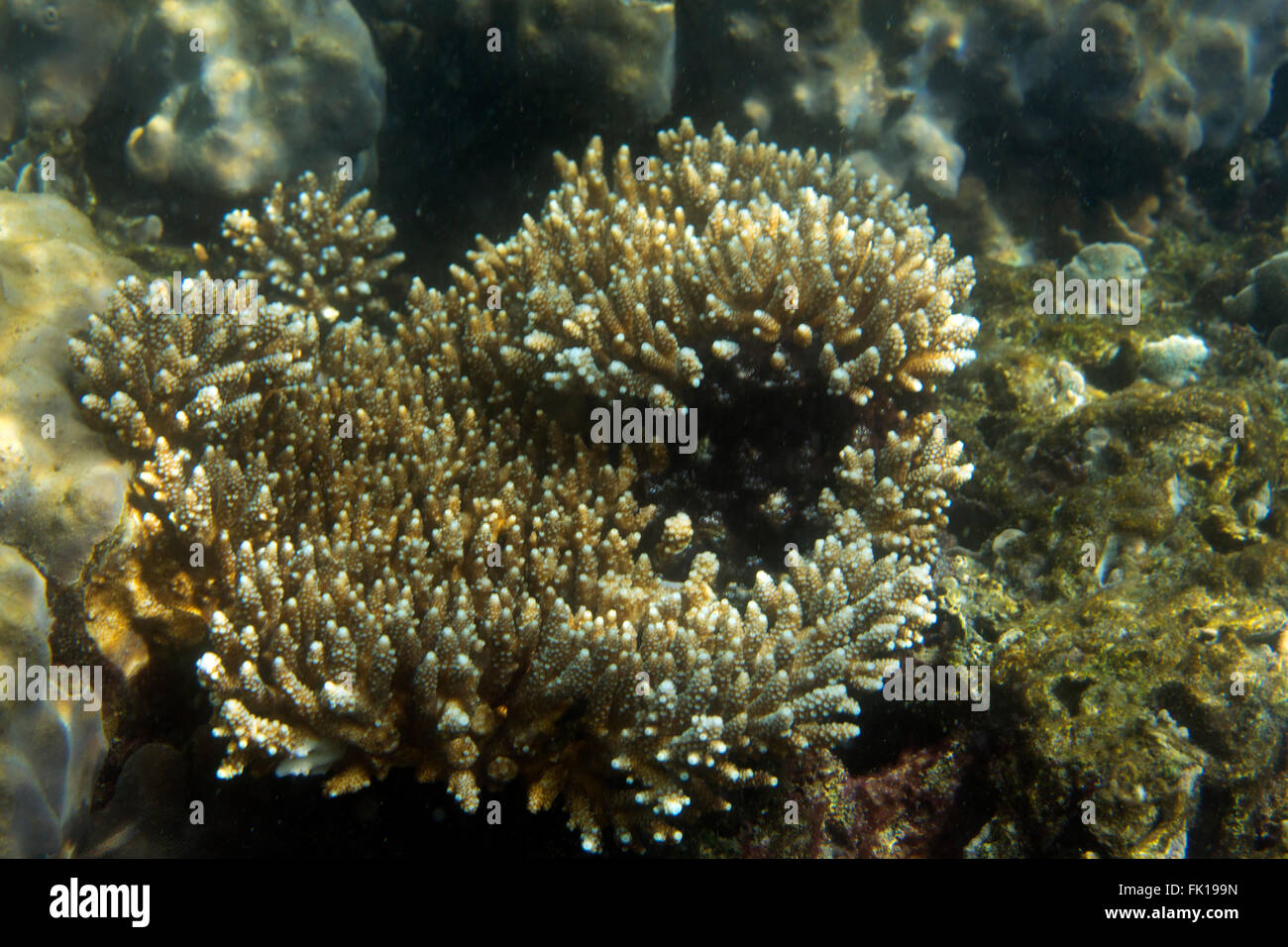 Corals in shallow waters during low tide off the coast , Thailand Stock ...