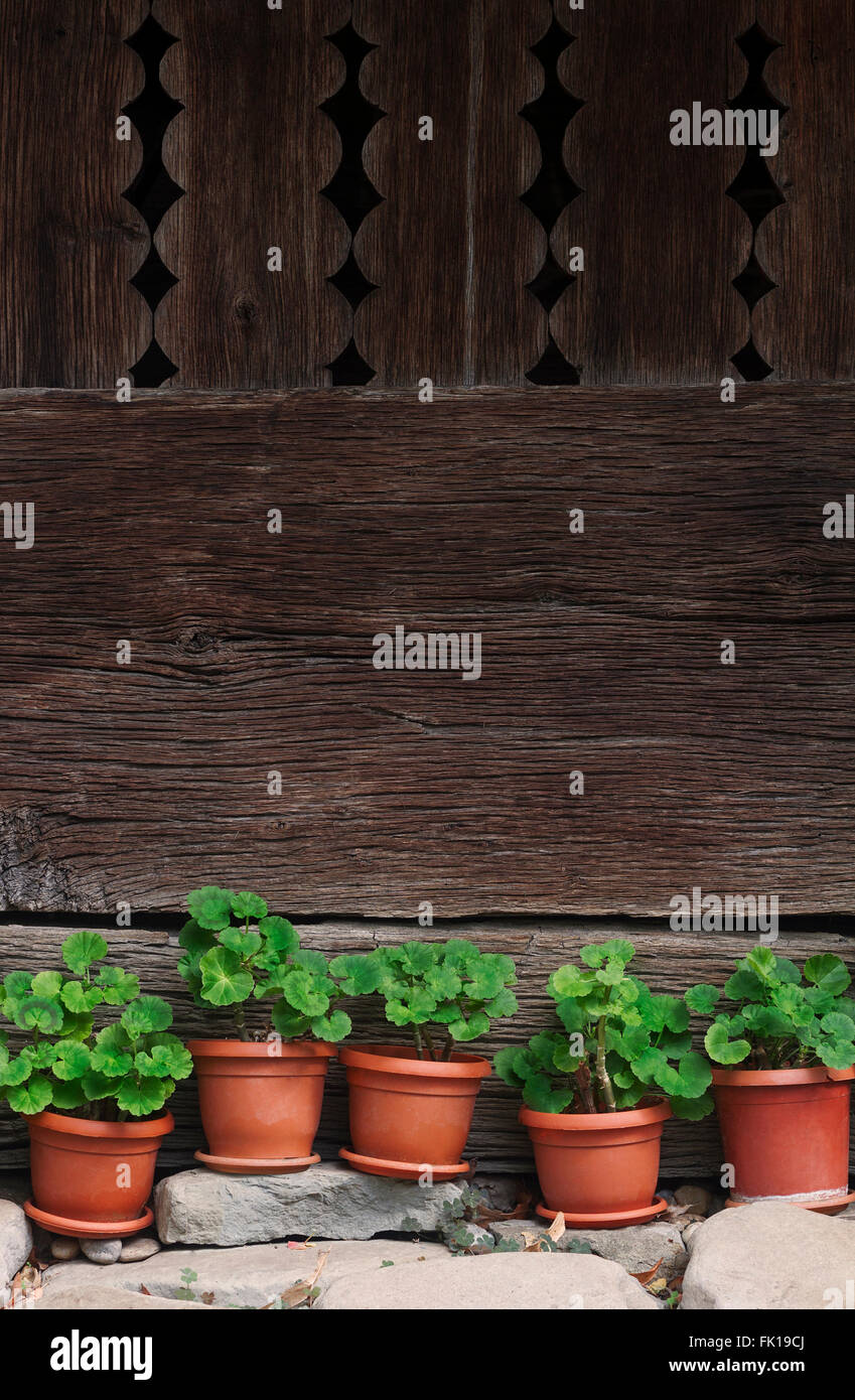 vertical front view of five vases with green plants standing on rocks ...